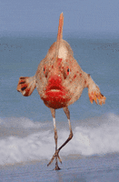 Fish Dance GIFs - Find & Share on GIPHY