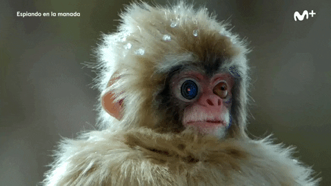 Macaco Documentaries GIF by Movistar+ - Find & Share on GIPHY