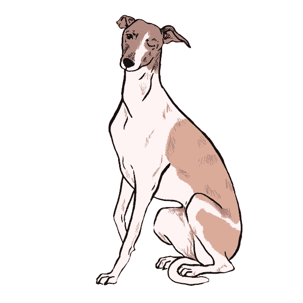 Whippet Sticker for iOS & Android | GIPHY