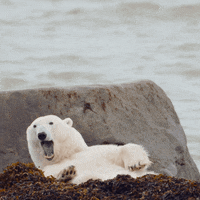 Happy Polar Bear Gif