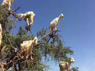 The Goat Tree GIFs - Get the best GIF on GIPHY