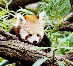 Red Panda GIFs - Find & Share on GIPHY