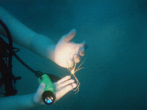 sbu | Tag | PrimoGIF