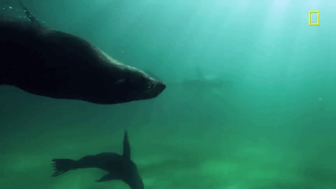 Hostile Planet: Oceans by National Geographic TV | GIPHY