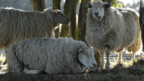 Sheep Herd GIF by La Maison de la Maille - Find & Share on GIPHY