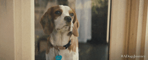 A Dogs Journey GIFs - Get the best GIF on GIPHY