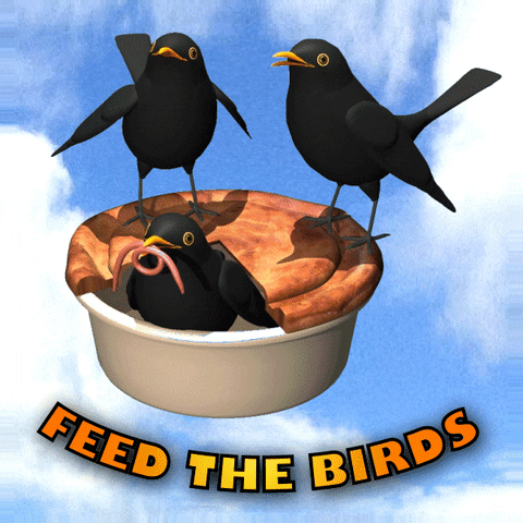 Feed-the-birds GIFs - Get the best GIF on GIPHY
