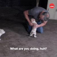 Huh-dog GIFs - Get the best GIF on GIPHY