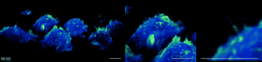 Lattice Light Sheet Microscopy GIFs - Get the best GIF on GIPHY