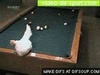 Gif De Dinde Dinde GIFs Obtenez Le Meilleur Gif Sur GIFER