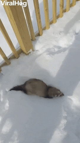 Cute Ferret Gif