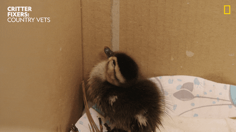 Vet Box GIFs - Get the best GIF on GIPHY
