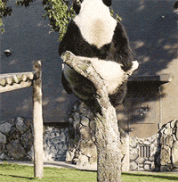 Tare Panda Gif Rolling