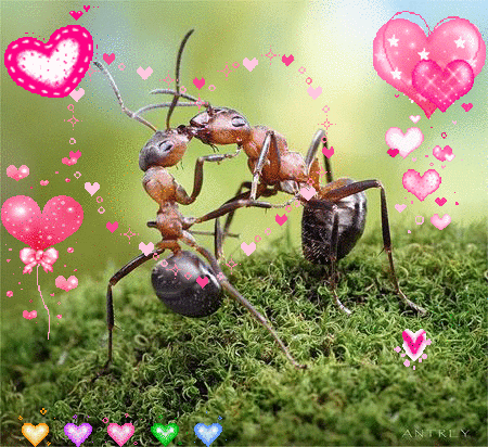 Wholesome Ant Content GIFs - Get the best GIF on GIPHY