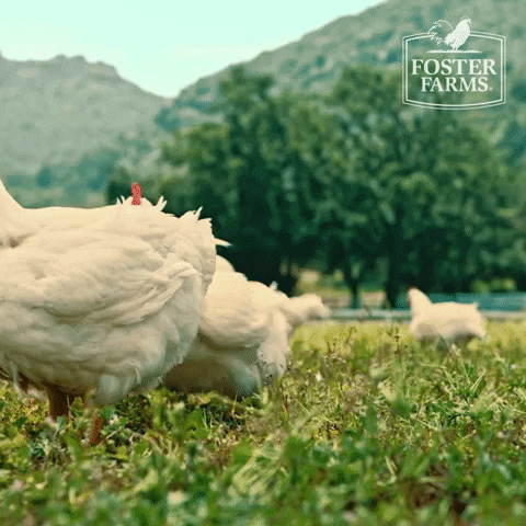 Free Range Feeling by Foster Farms | GIPHY