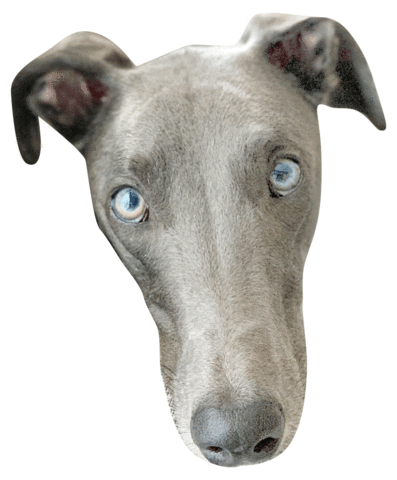 Dog Greyhound Sticker by StampIt for iOS & Android | GIPHY