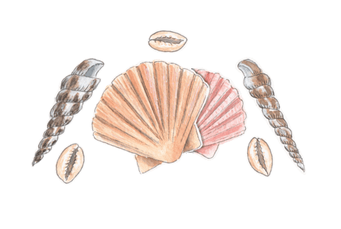 Beach Shell Sticker for iOS & Android | GIPHY