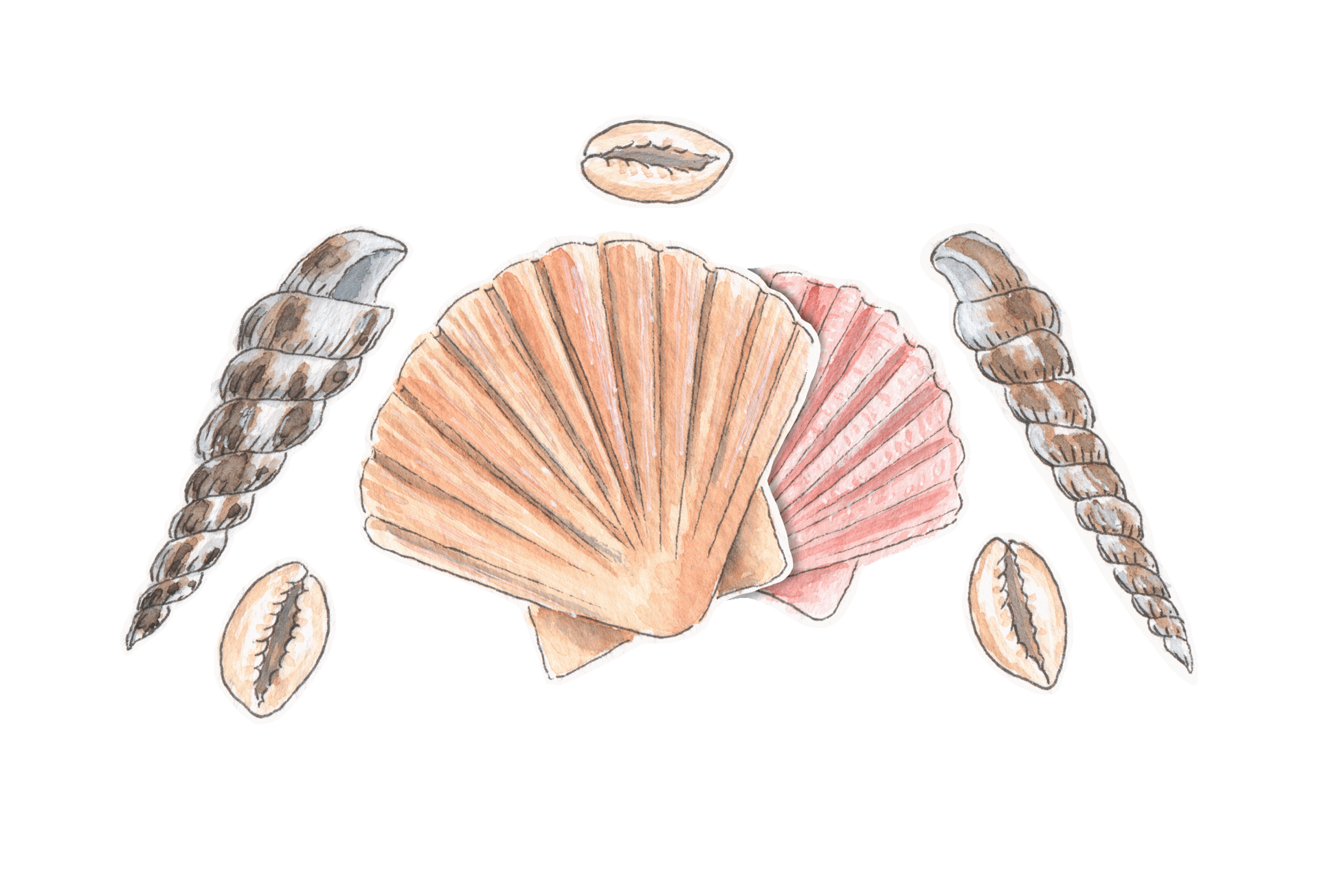 Beach Shell Sticker for iOS & Android | GIPHY