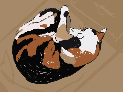 Cat Box GIF - Find & Share on GIPHY