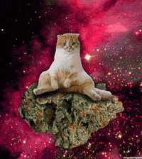 Cats In Zero Gravity Gif