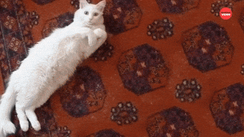 Cute Cat Animation Clips - Find & Share on GIPHY