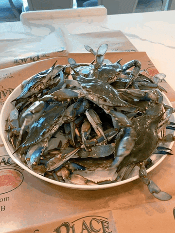 Blue Crab GIF by The Crab Place - Find & Share on GIPHY