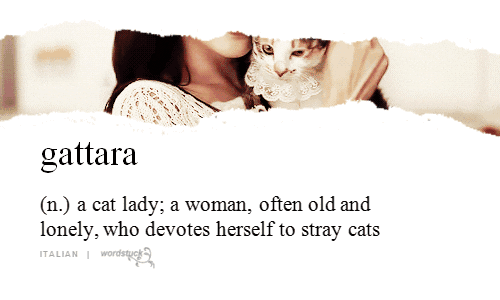 Gattara GIFs - Get the best GIF on GIPHY