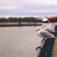 Bird Poop Gif