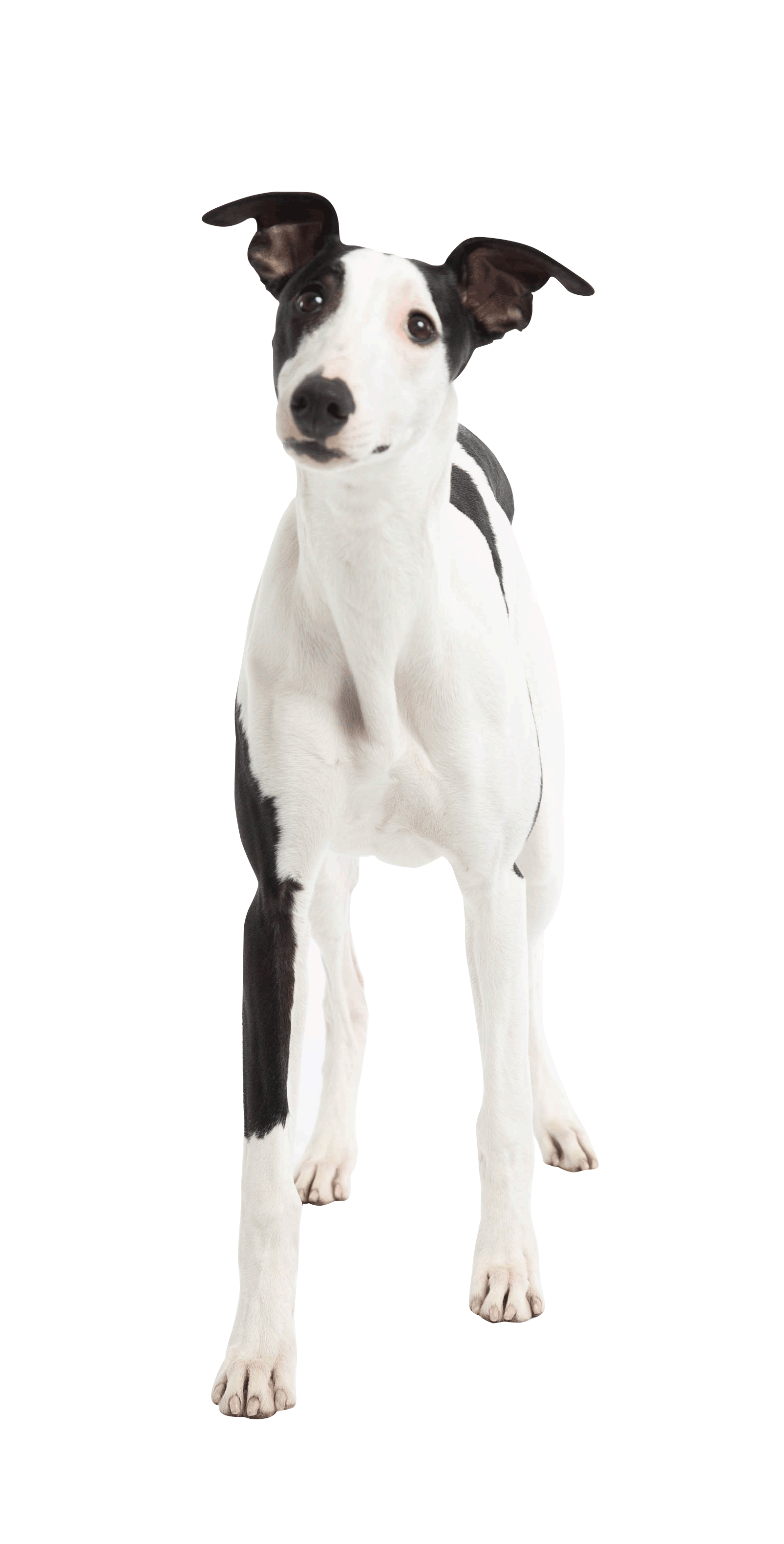 Dog Dancing Sticker by Diggs Pet for iOS & Android | GIPHY