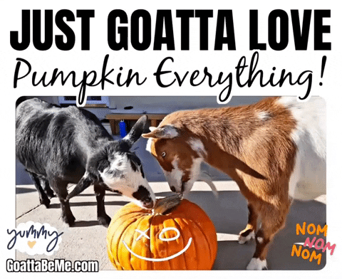 Love-pumpkin GIFs - Get the best GIF on GIPHY