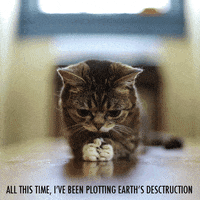 Lil Bub Animated Gif