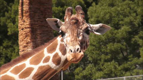 California Wildlife GIF by Oakland Zoo - Find & Share on GIPHY