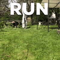 Running Chicken Gif