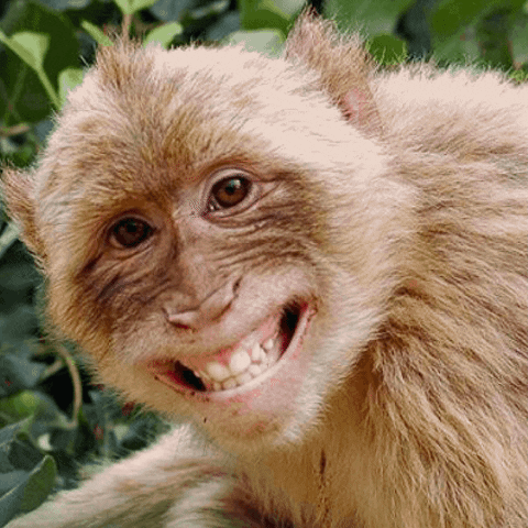 Laughing Monkey Gif