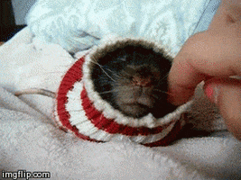 Cute 3 GIFs - Get the best GIF on GIPHY