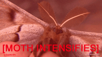 Giant Moth Gif