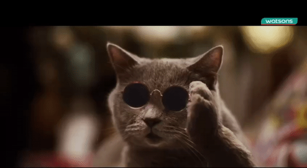 Cat With Glasses Gif