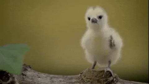 Baby Bird GIF by PBS - Find & Share on GIPHY