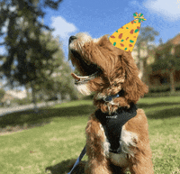 Dog Birthday Gif