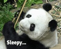 Sleepy Panda Gif