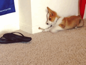 New trending GIF tagged dog puppy entertained via… | Trending Gifs