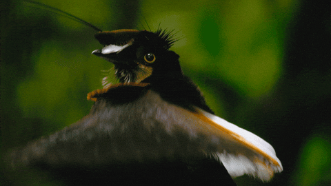 Bird Of Paradise Dancing GIF by Our Planet - Find & Share on GIPHY