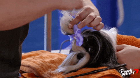 Pooch Perfect GIFs - Get the best GIF on GIPHY