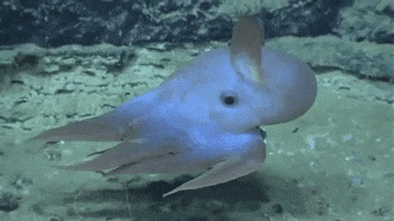 Cephalopods, Crustaceans, & Other Shellfish by Oceana | GIPHY