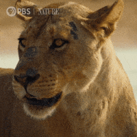 Lion Animated Gif
