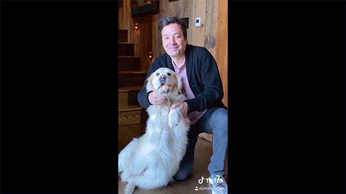 Gary The Dog GIFs - Get the best GIF on GIPHY