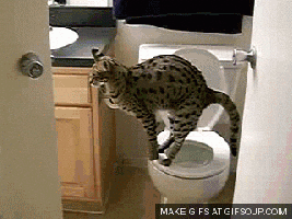 Ocelots GIFs - Get the best GIF on GIPHY