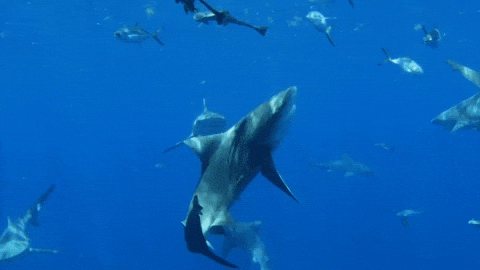 Discovery Sharks GIF by Shark Week - Find & Share on GIPHY