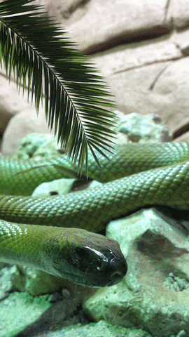 Green Mamba GIFs - Get the best GIF on GIPHY