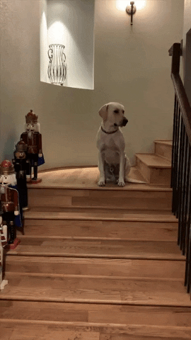 Dog Nodding No GIFs - Get the best GIF on GIPHY